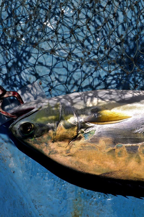 Queenfish in the Hook and Fishing Net Stock Image - Image of albacore ...
