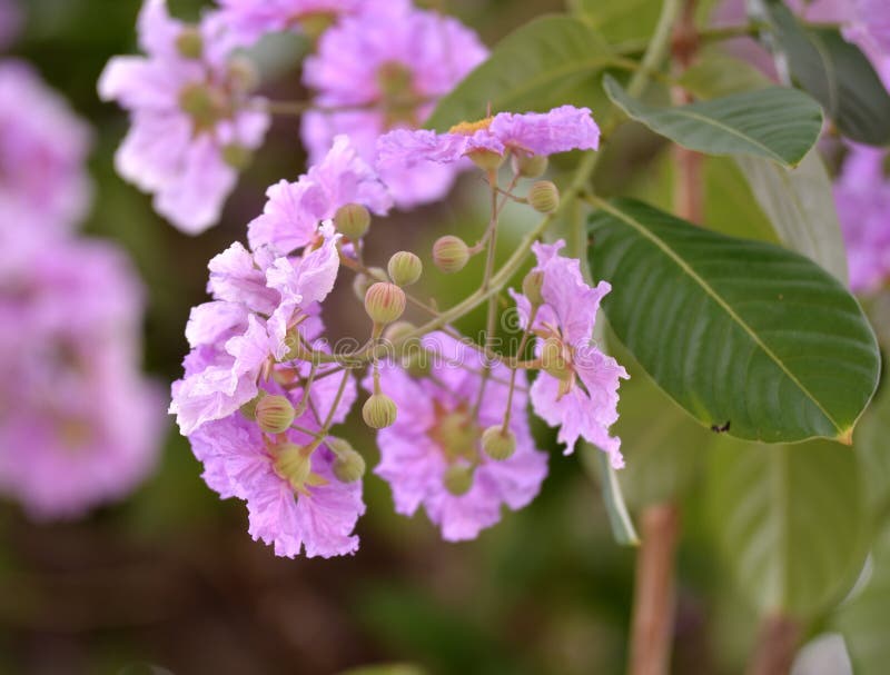Queens Crape Myrtle Flowers or Queen`s Flower, Lagerstroemia Stock ...