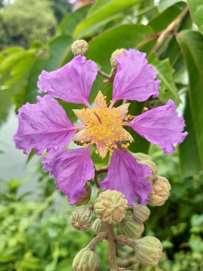 Queens crape -myrtle stock photo. Image of blossom, wildflower - 226985904