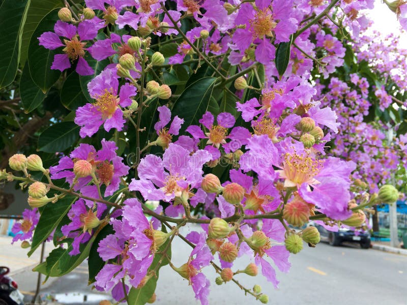 Queens flower editorial photo. Image of tropical, botany - 91298891