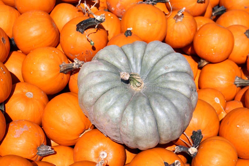 Queensland blue squash stock image. Image of produce - 108186635