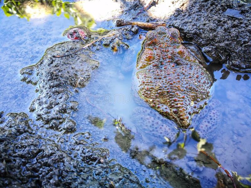 The Queensland Cane Toad Resting in a Water Mud Alone in a Farming Area ...
