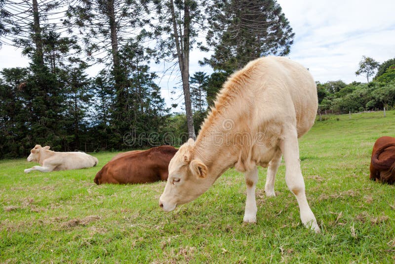 Queensland cattle ranch stock image. Image of livestock - 46704521