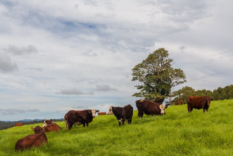 Queensland cattle ranch stock image. Image of rural, queensland - 48316861