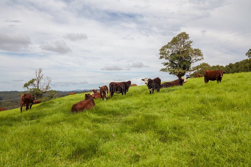 Queensland cattle ranch stock image. Image of herd, toowoomba - 54990015
