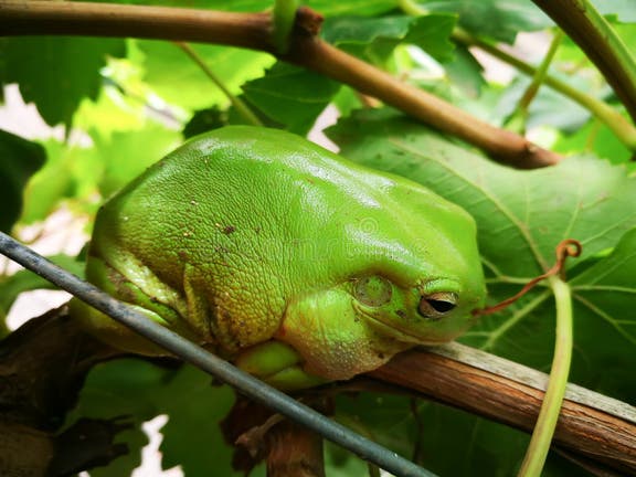 The Queensland Green Frog Staying on a Grape Tree Alone. Stock Image ...