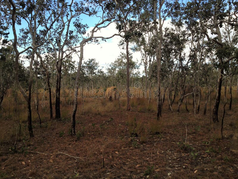 Queensland outback scene stock image. Image of mound - 196153831