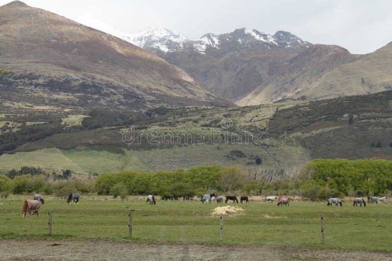 Queenstown Forest View: while Horse Back Riding Stock Photo - Image of ...