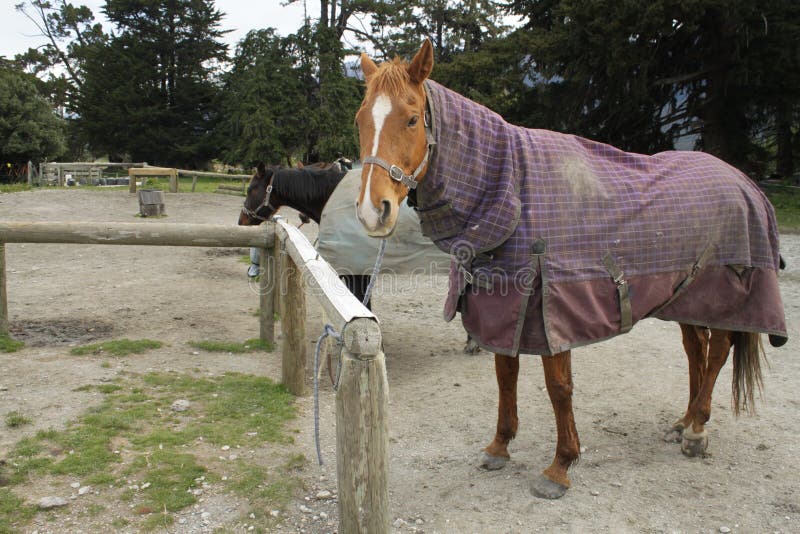 Queenstown Forest View: while Horse Back Riding Stock Image - Image of ...