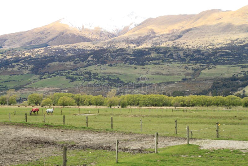 Queenstown Forest View while Horse-back Riding Stock Photo - Image of ...