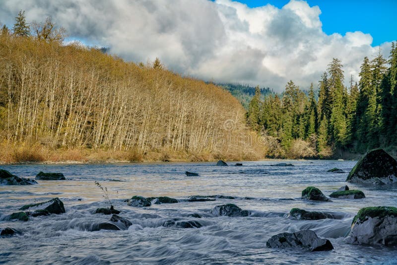 Queets River Late Afternoon Stock Image - Image of nature, forest ...