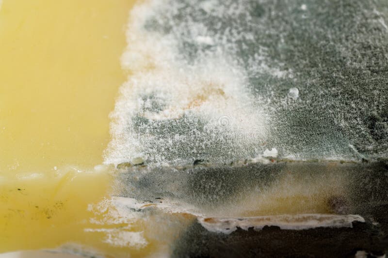 Queijo podre imagem de stock. Imagem de alimento, perigo - 76267031