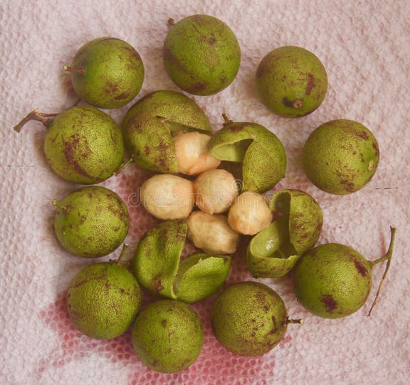 Quenepa stock image. Image of quenepas, peel, plant, skin - 76621235