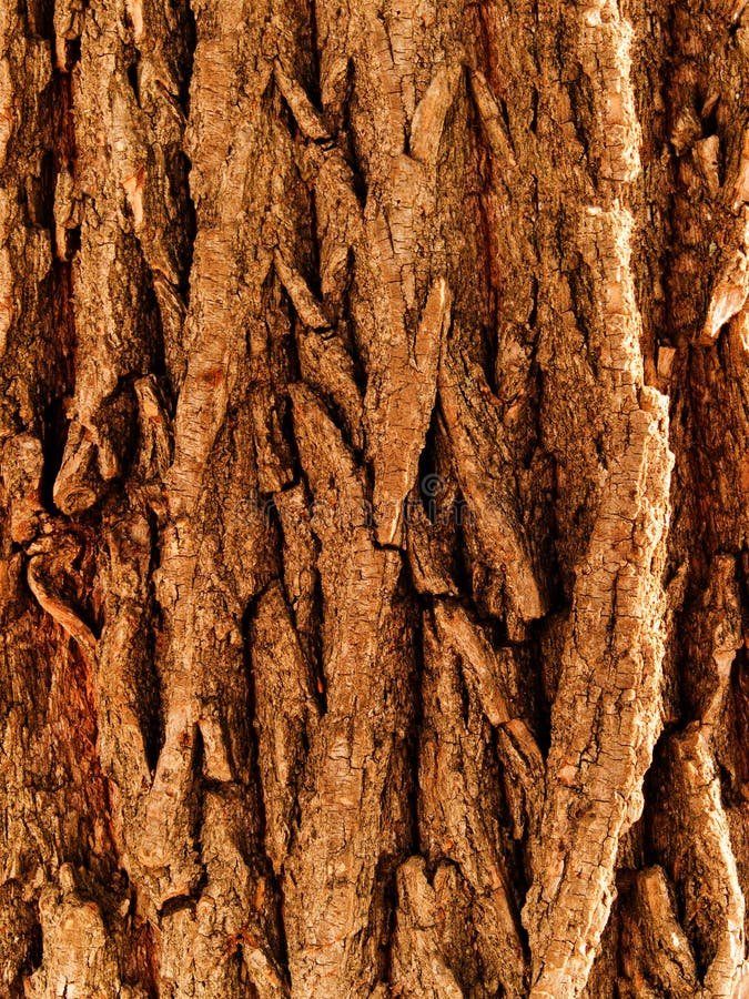 Quercia Dell'albero Di Corteccia Fotografia Stock - Immagine di ...