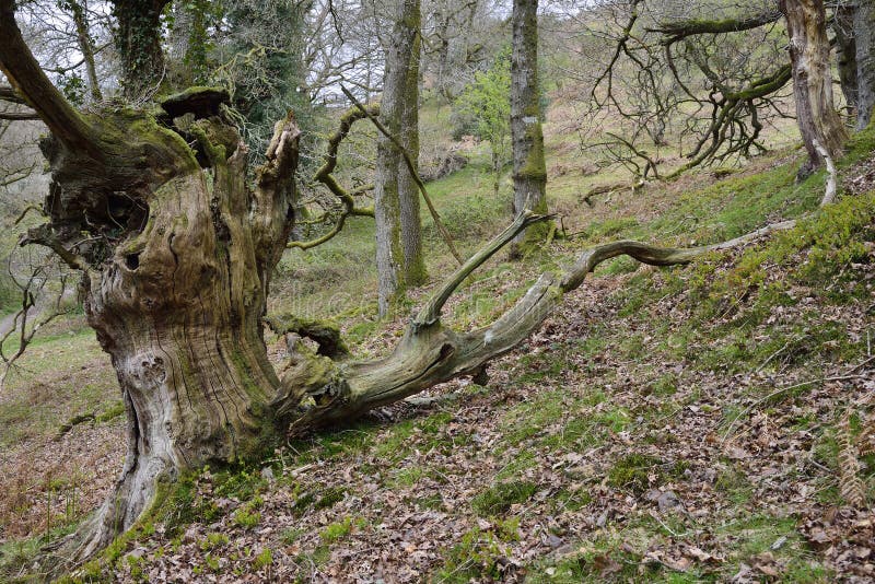 Alberello Dell'albero Di Quercia Rovere Immagine Stock - Immagine di ...