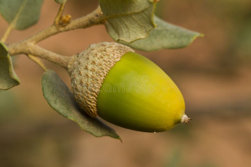 Quercus acorn stock photo. Image of fruit, outdoor, forest - 105959716