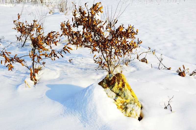 Quercus Acutissima Small Tree in the Snow Stock Image - Image of ...