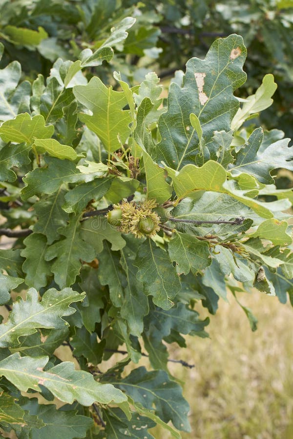 Quercus Cerris Tree Close Up Stock Image - Image of green, turkey ...
