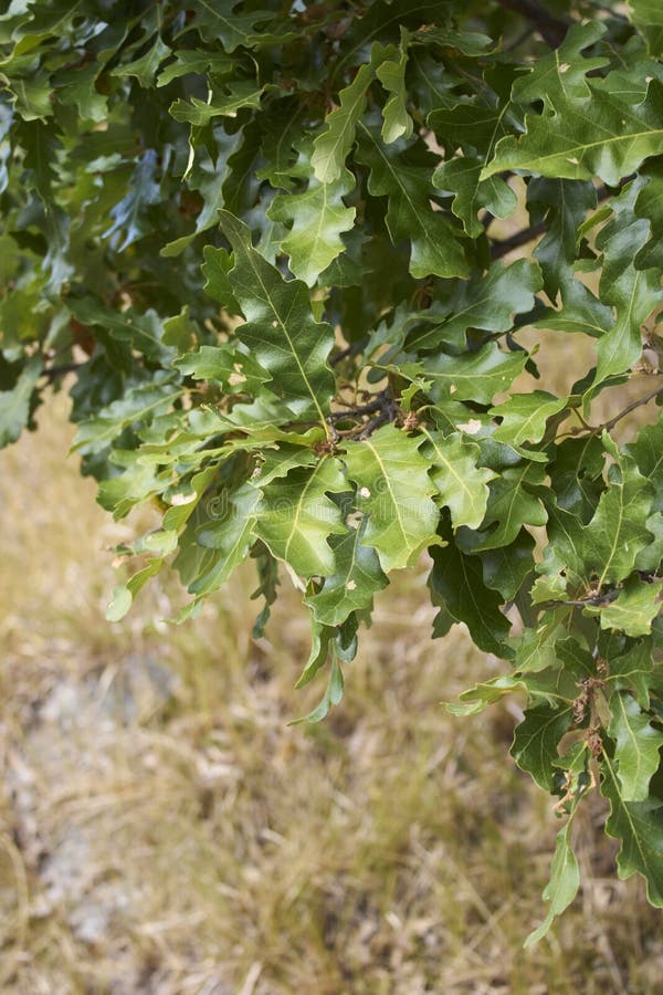 192 Quercus Cerris Stock Photos - Free & Royalty-Free Stock Photos from ...