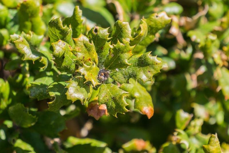 Close Up of Quercus Durata California Scrub Oak, Leather Oak Flowers ...