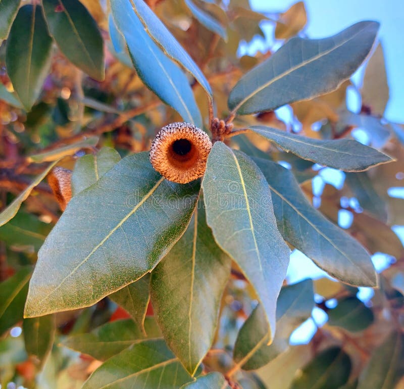 Quercus, the Evergreen Oak Branch on the Sun Day Stock Image - Image of ...