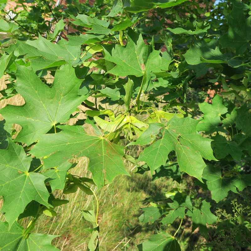 Quercus, flores del roble foto de archivo. Imagen de color - 90232842