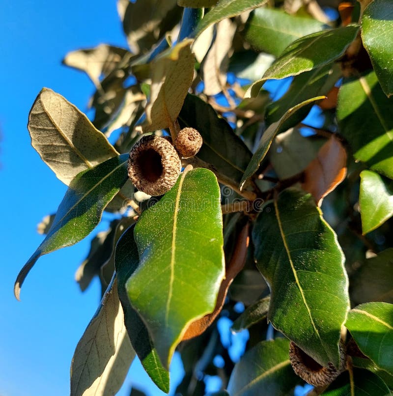 Quercus Ilex, the Evergreen Oak Tree Stock Image - Image of blossom ...