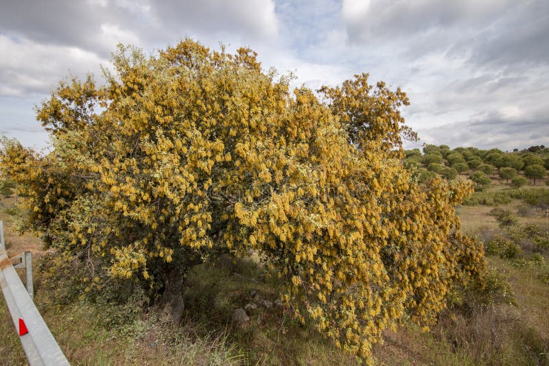 Quercus Ilex. Holm Oak Tree Stock Image - Image of plant, field: 152180249