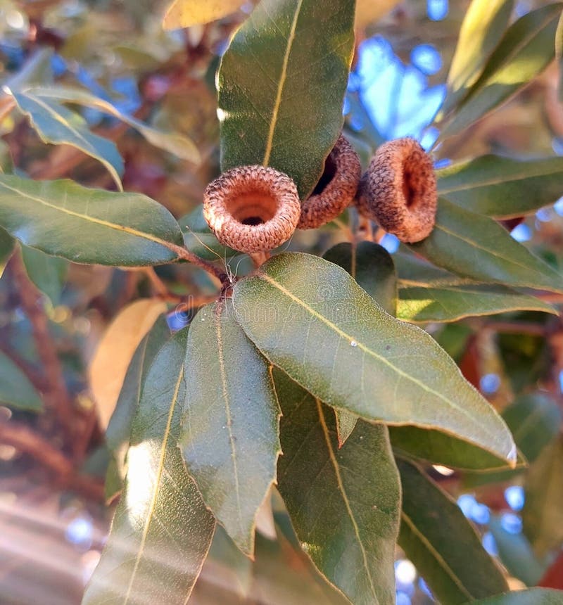 Quercus Ilex, the Oak Branch of Fagaceae Stock Photo - Image of autumn ...