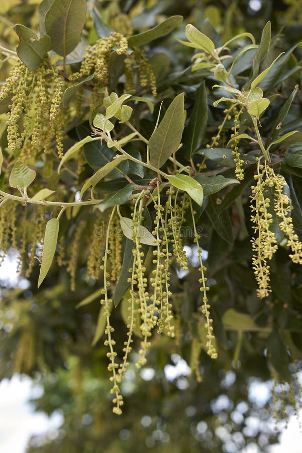 Quercus ilex tree in bloom stock photo. Image of ilex - 236162664