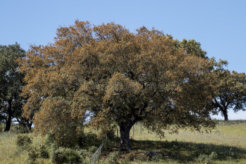 Quercus ilex tree stock photo. Image of pasture, land - 105967570