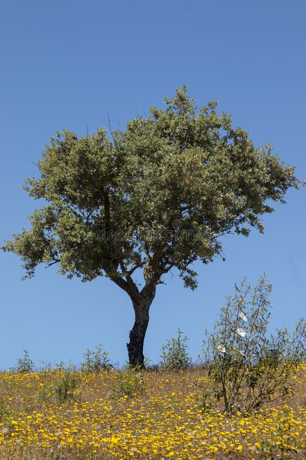 Quercus ilex tree stock image. Image of alentejo, mediterranean - 90922265