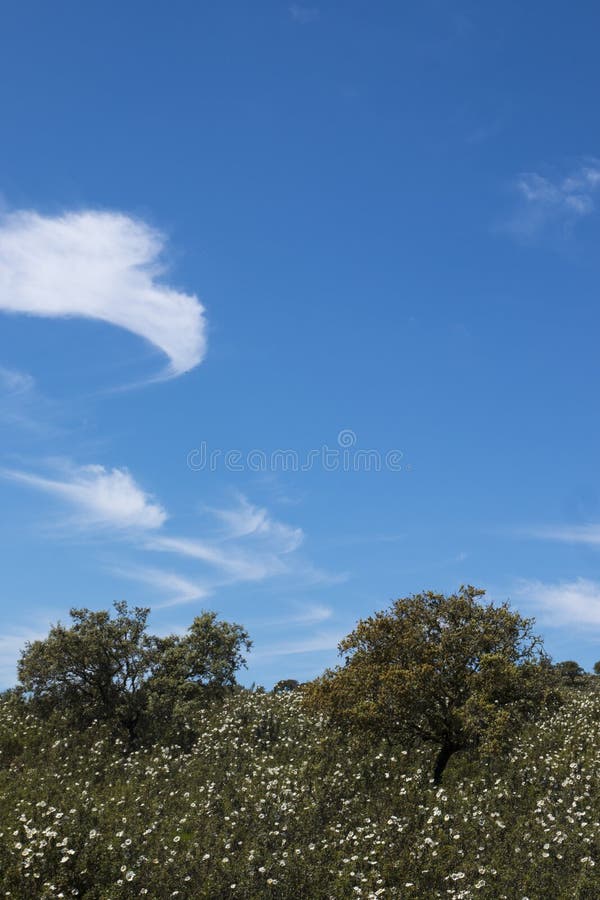 Quercus ilex tree stock photo. Image of sunny, land - 105958848