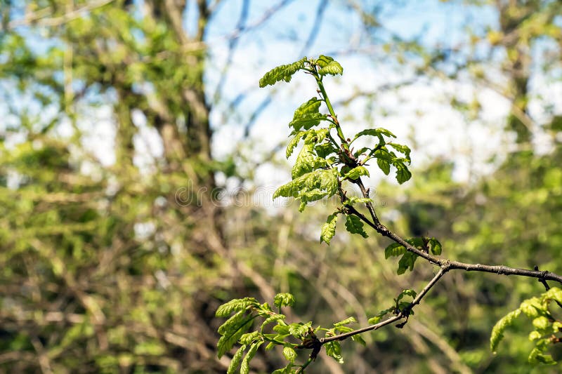 Quercus Petraea in Spring. Spring Oak Leaves Stock Photo - Image of ...