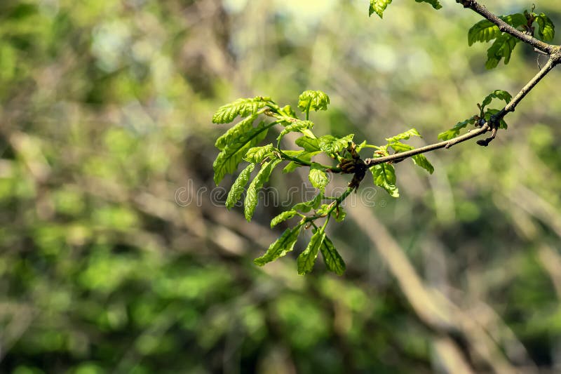 Quercus Petraea in Spring. Spring Oak Leaves Stock Image - Image of ...