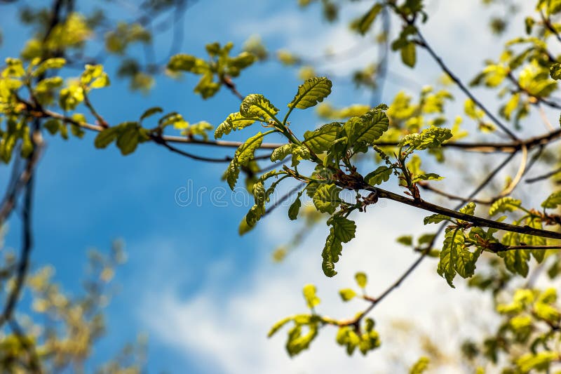 Quercus Petraea Spring Oak Leaves Selective Focus Stock Photos - Free ...
