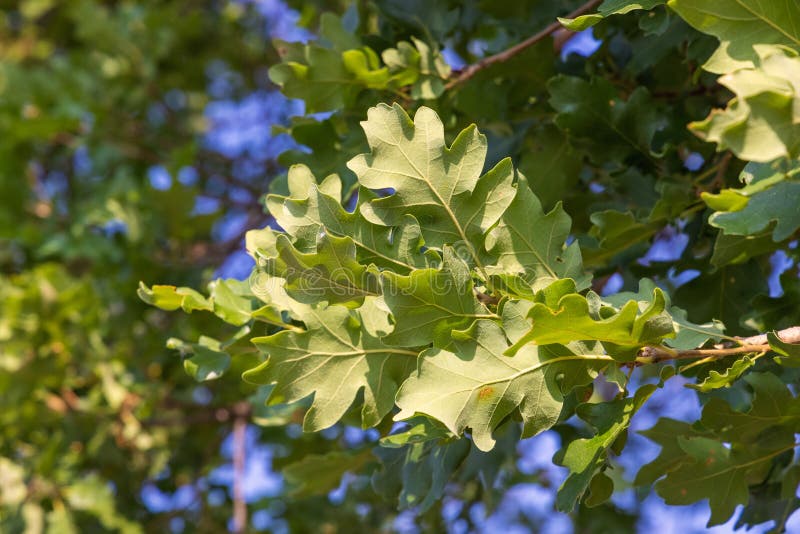 Quercus Pubescens, the Downy Oak Stock Image - Image of quercus ...