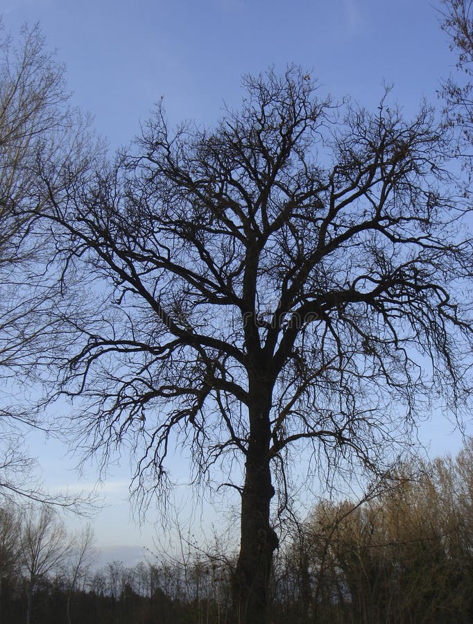 Quercus pubescens tree stock image. Image of forest - 170135083