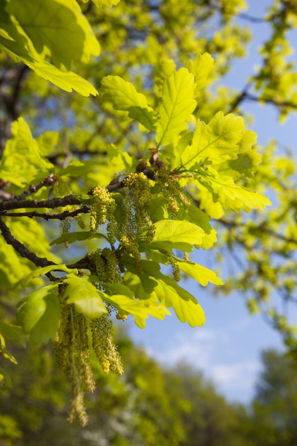 Quercus robur, roble foto de archivo. Imagen de vergonzoso - 13010596