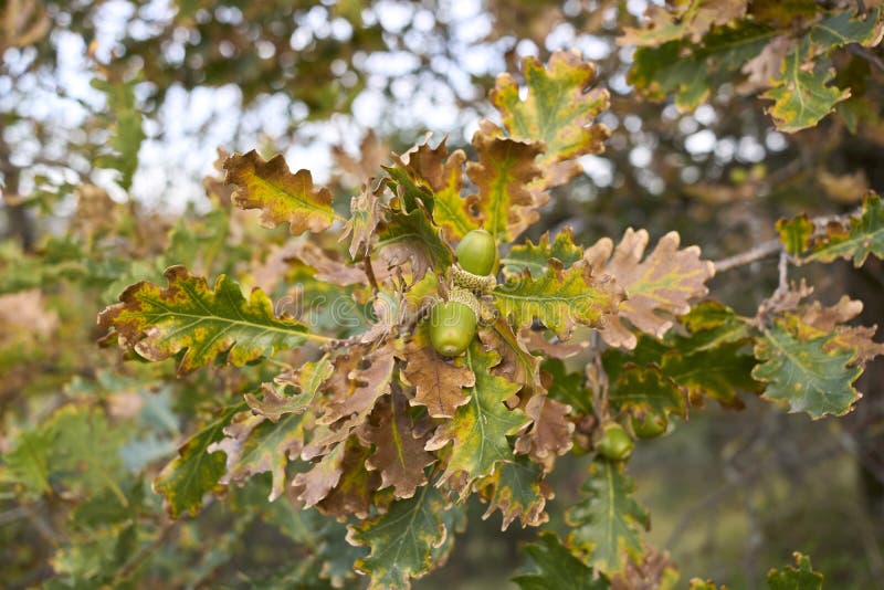 Quercus Robur Tree Close Up Stock Image - Image of leaf, fruit: 233473799