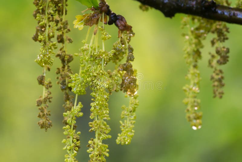 Quercus Rubra, Northern Red Oak, Spring Flowers Closeup Selective Focus ...