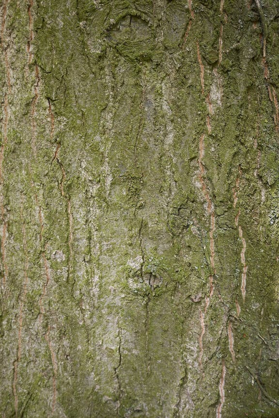 Quercus Rubra Textured Bark Stock Image - Image of inflorescence ...
