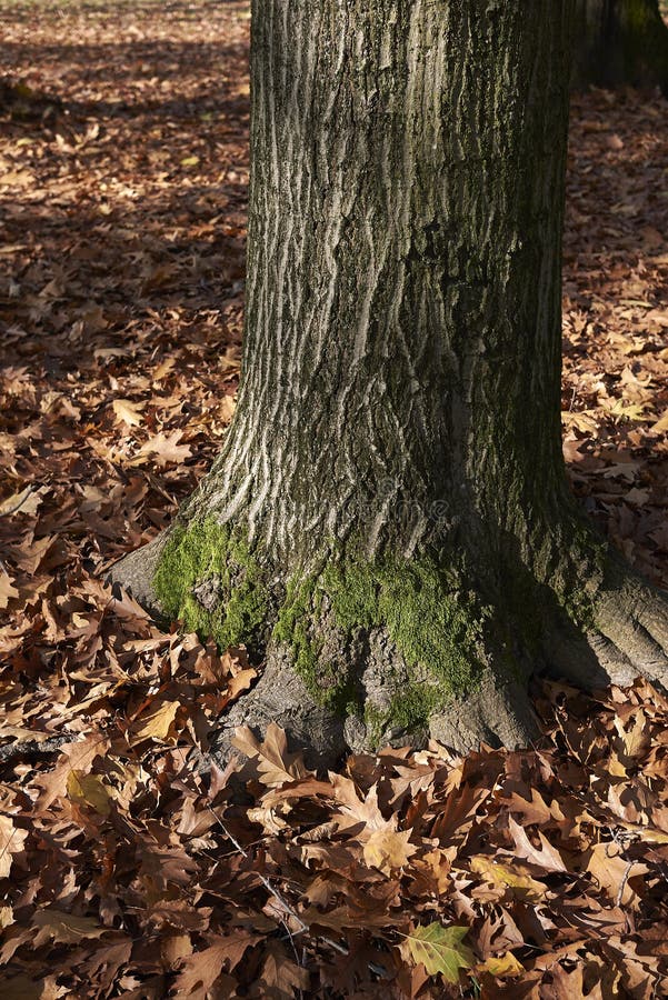 Quercus Rubra Trunk and Fallen Leaves Stock Photo - Image of ...