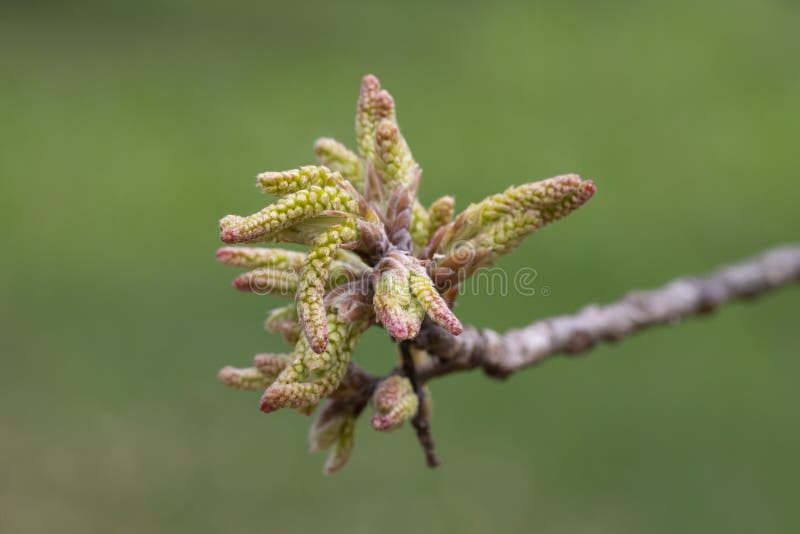 Quercus Variabilis Develops Catkin Inflorescence in the Spring ...