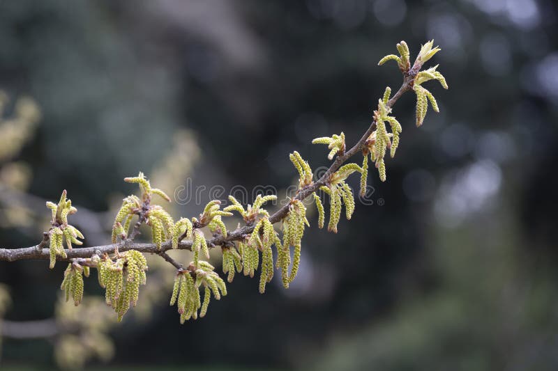 Quercus Variabilis Develops Catkin Inflorescence in the Spring ...
