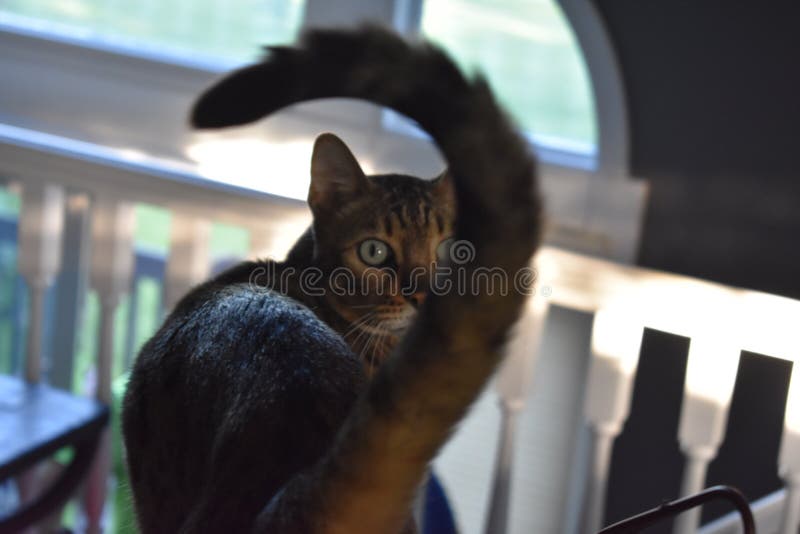 Question stock image. Image of house, mark, tail, question - 93842697