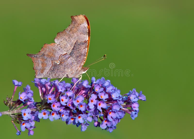 Question Mark butterfly stock image. Image of wildlife - 26138909