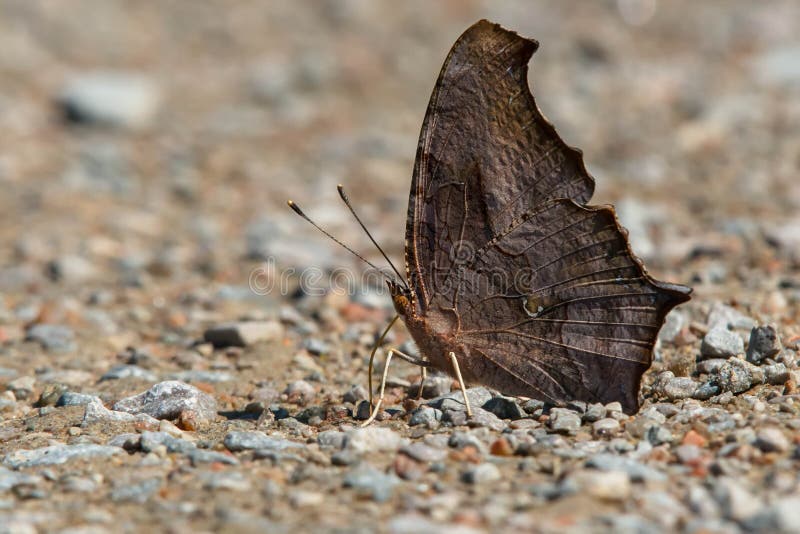 Question Mark Butterfly - Polygonia Interrogationis Stock Photo - Image ...