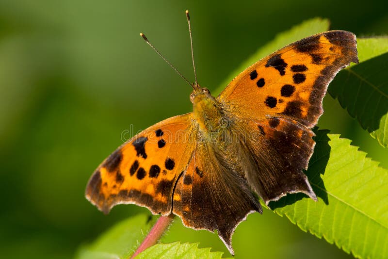 Question Mark Butterfly - Polygonia Interrogationis Stock Image - Image ...