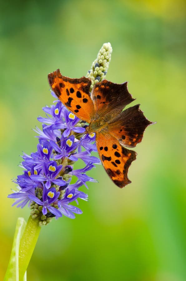 Question Mark Butterfly (Polygonia Interrogationis) Stock Photo - Image ...